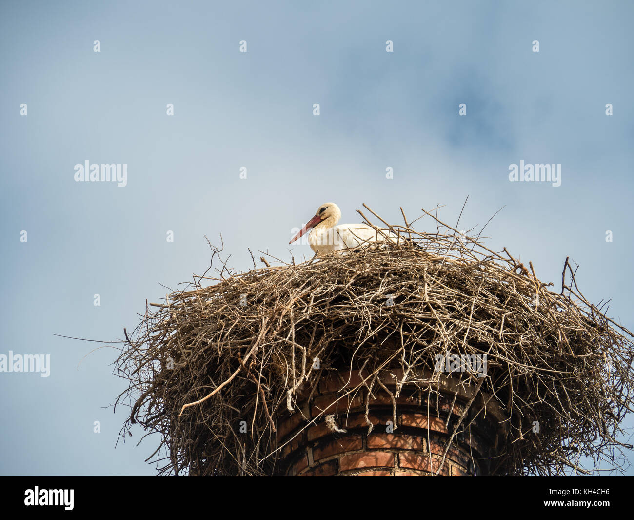 Storks in faro hi-res stock photography and images - Alamy