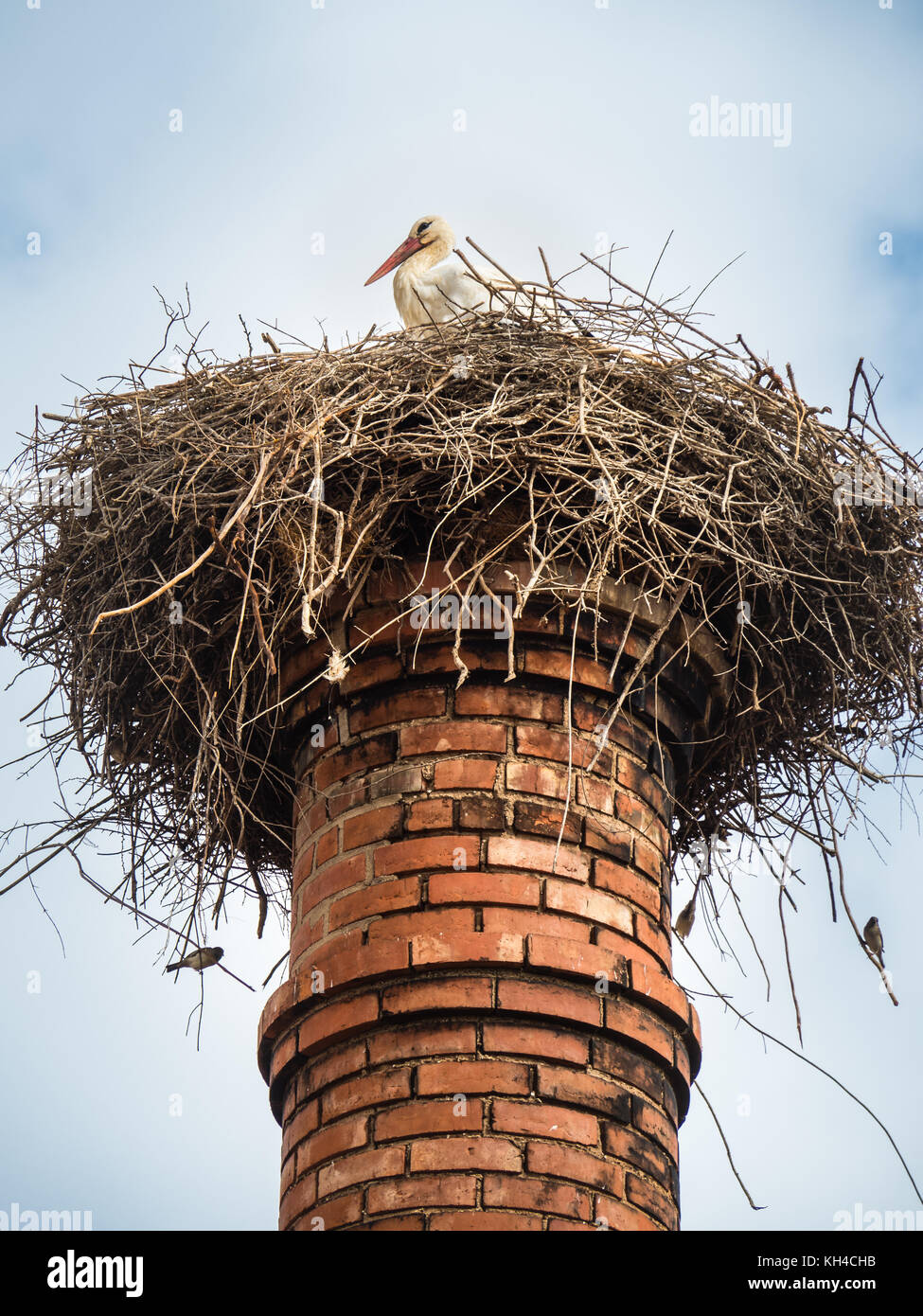 Storks in faro hi-res stock photography and images - Alamy