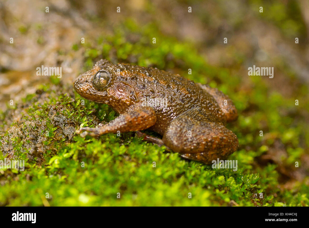 Malabar night frog, large wrinkled frog , Nyctibatrachus major, Mulshi ...