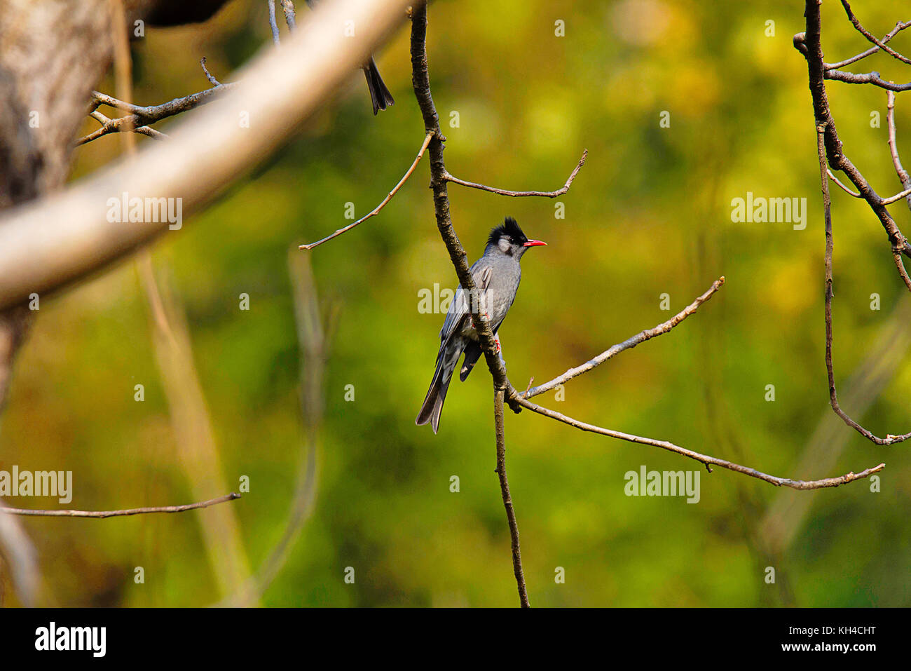 Ashy Bulbul, Hemixos flavala, Kyari village, Uttarakhand, India Stock ...
