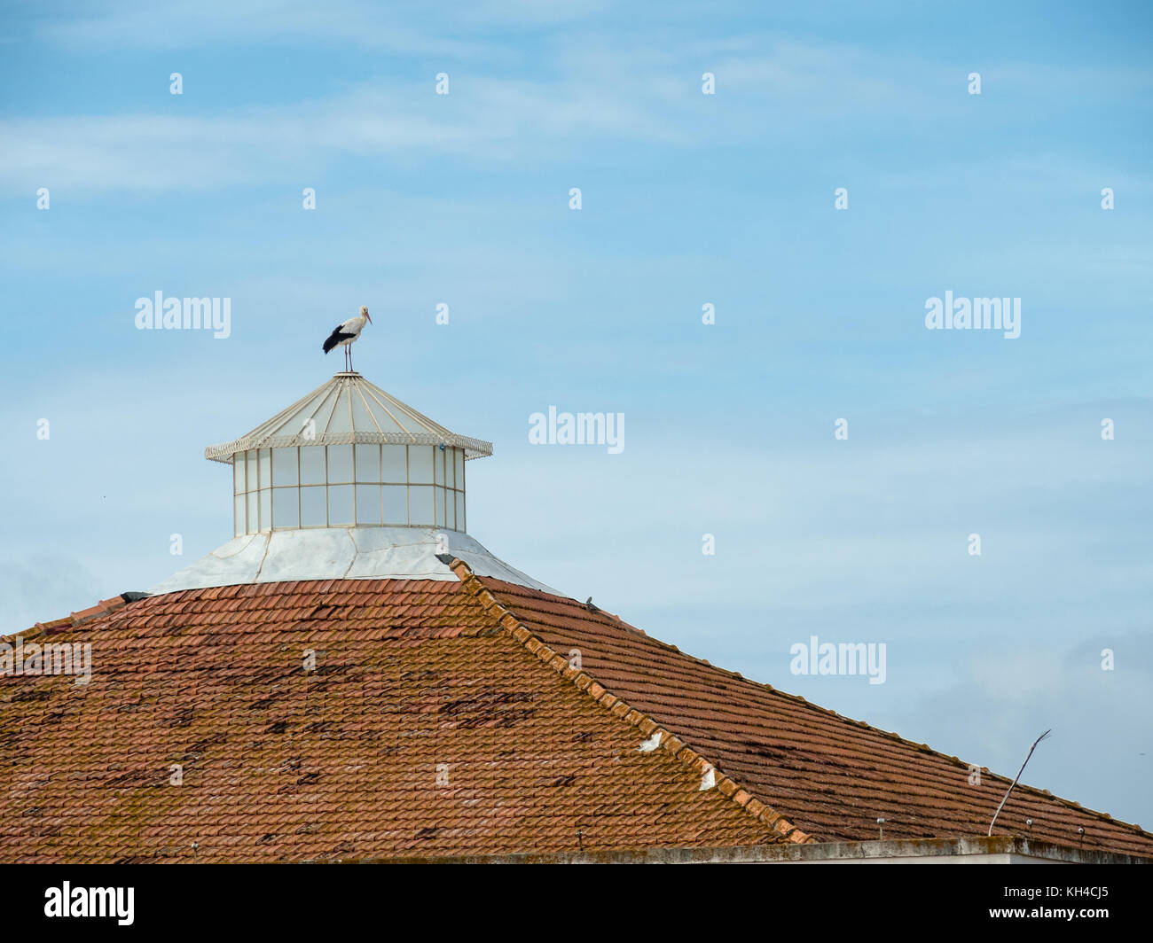 Storks in the medieval Portuguese city of Silves Stock Photo - Alamy
