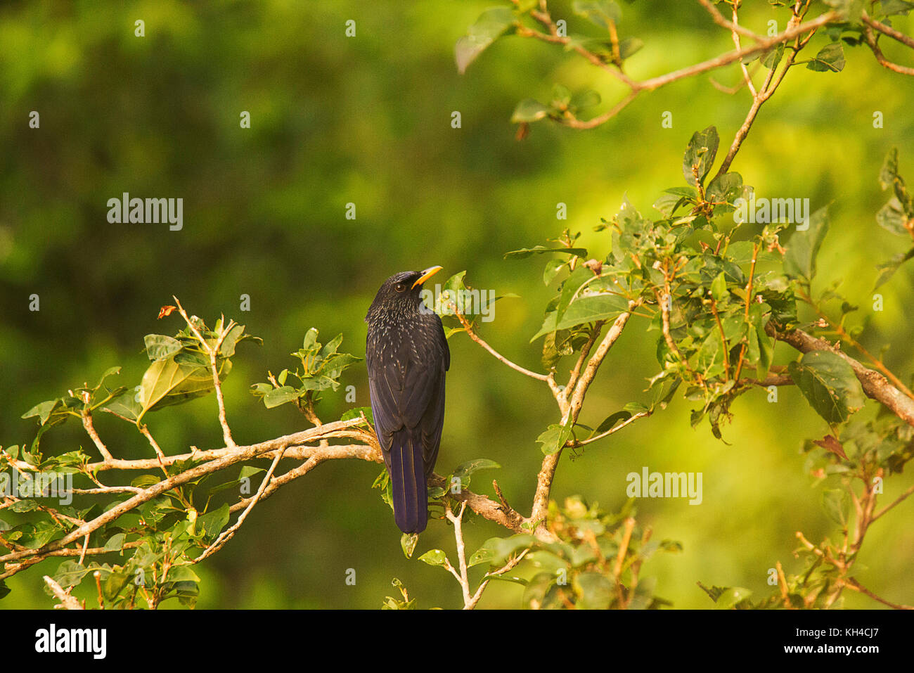 Blue Whistling Thrush, Myophonus caeruleus, Chafi, Uttarakhand, India ...