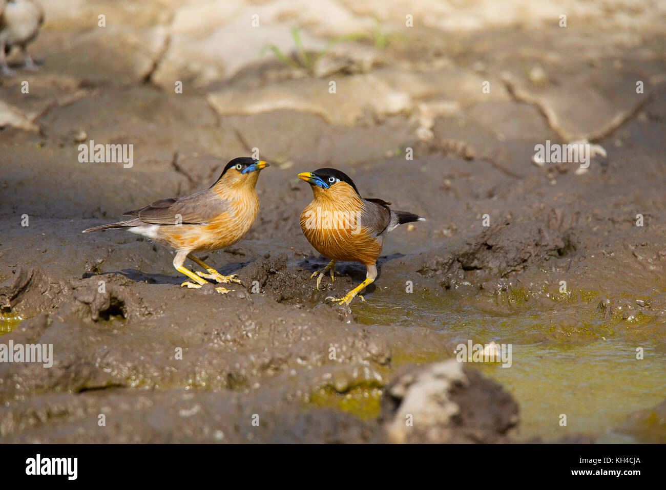 Brahminy Starling, Sturnia pagodarum, Panna Tiger Reserve, Madhya ...