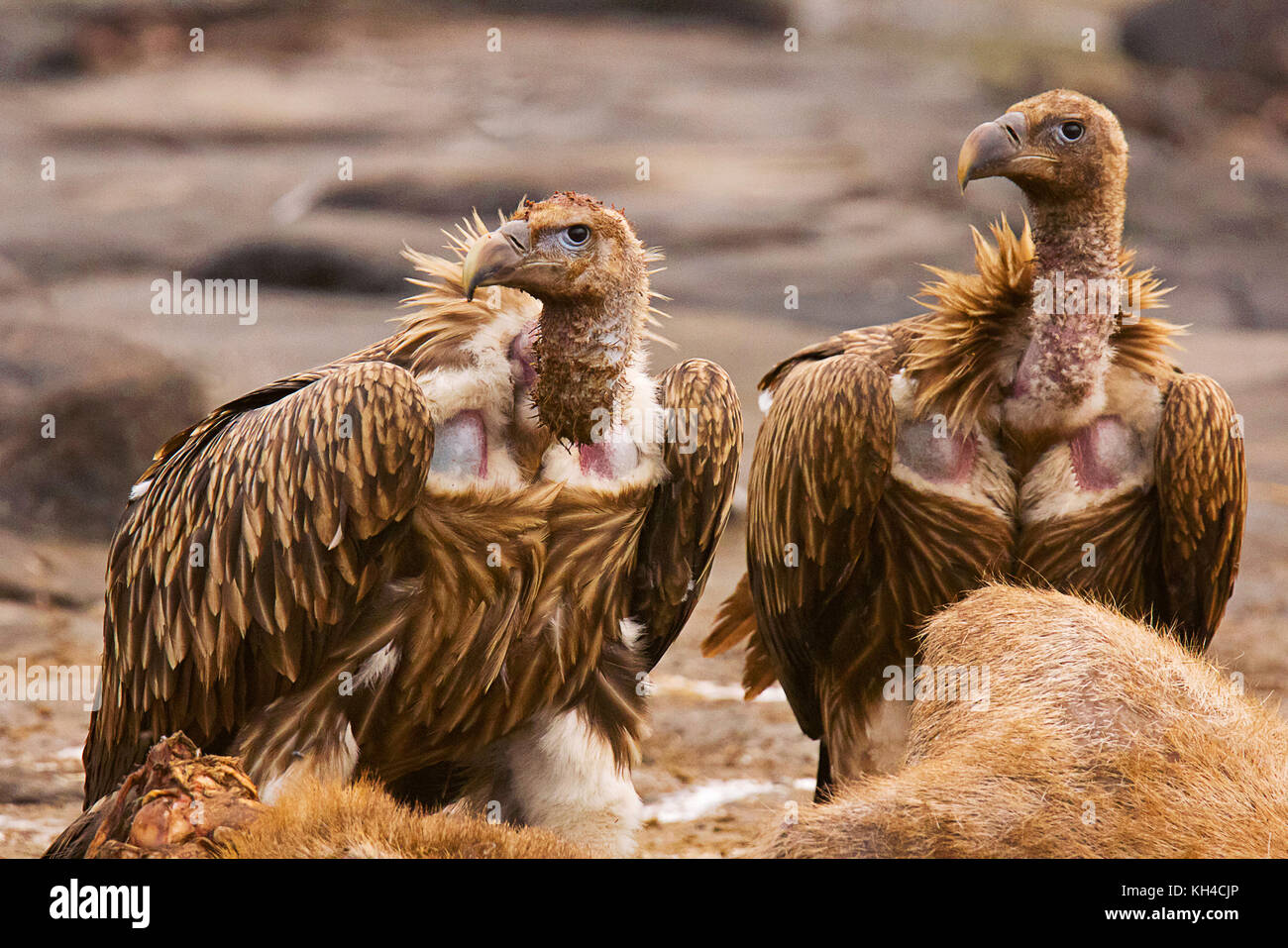 Gyps himalayensis india hi-res stock photography and images - Alamy