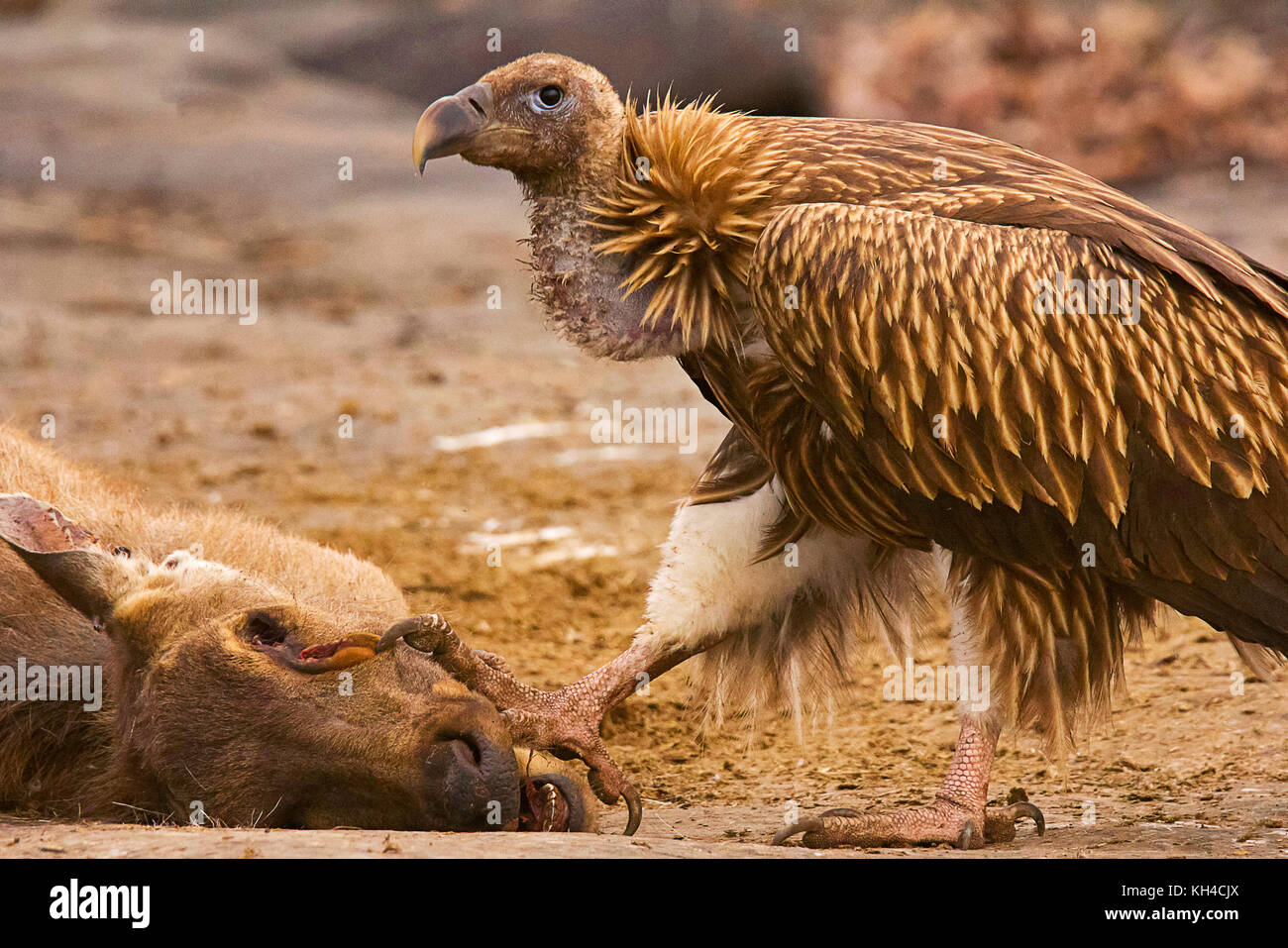 Himalayan Griffon Vulture, Gyps himalayensis, Panna Tiger Reserve ...