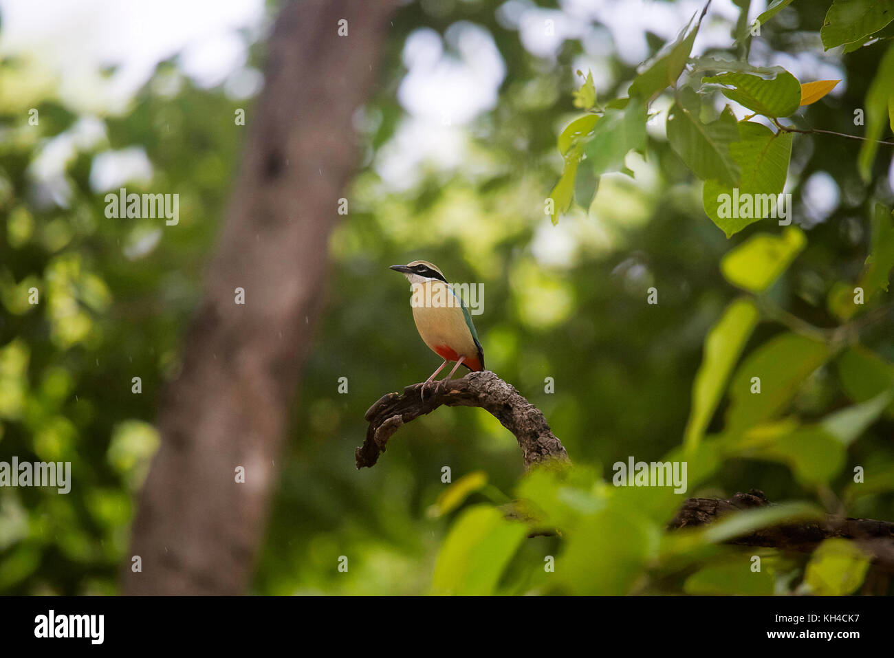 Indian Pitta, Pitta brachyura, Bandhavgarh Tiger Reserve, Madhya ...
