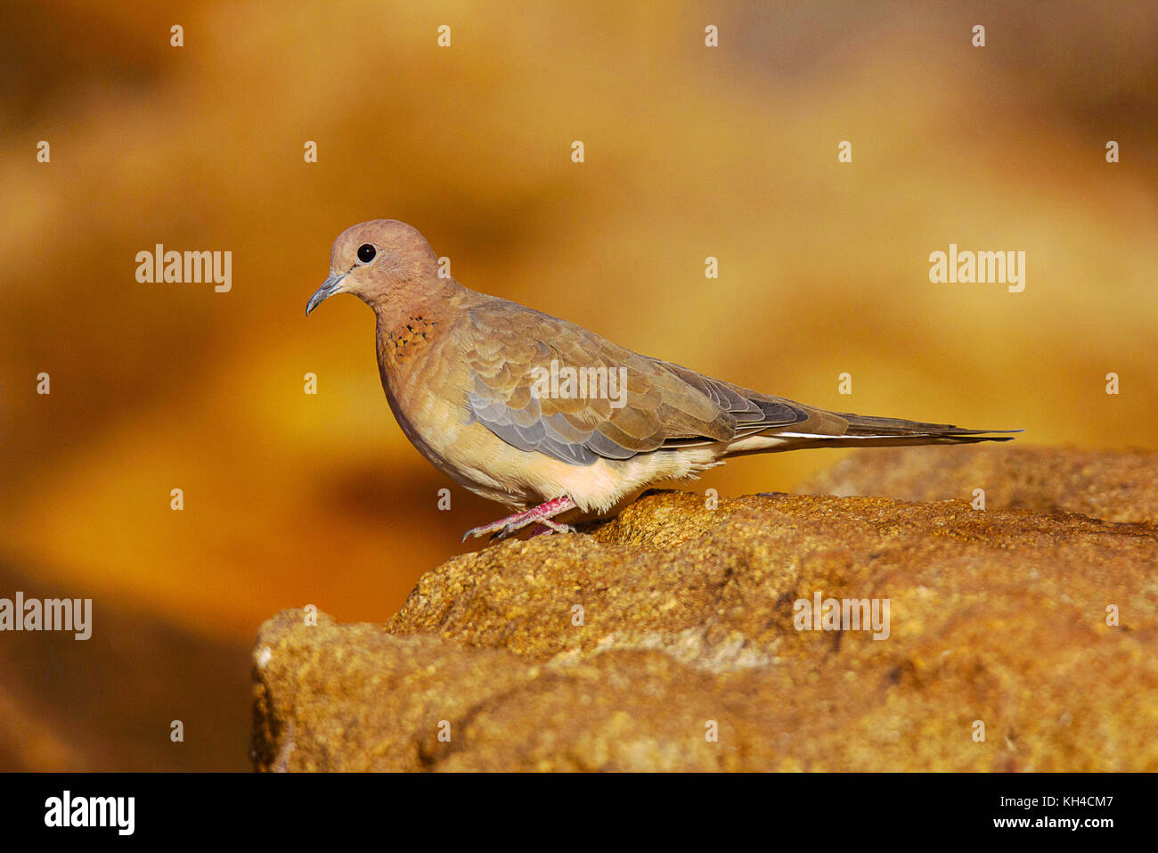 Indian turtle dove hi-res stock photography and images - Alamy
