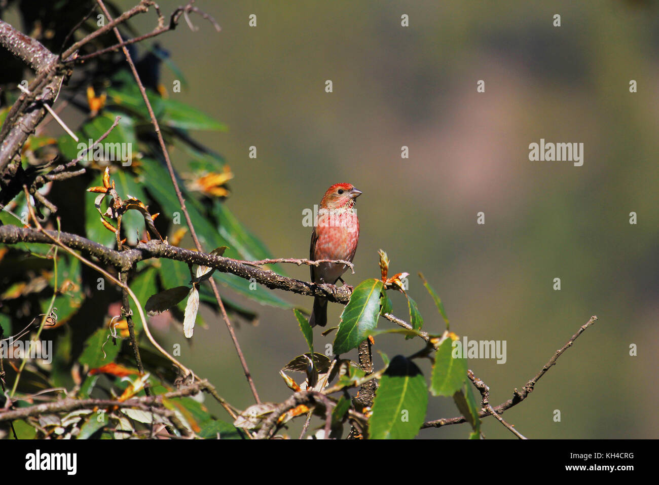 Pink Browed Rosefinch, Carpodacus rodochroa, Mukteshwar, Uttarakhand ...