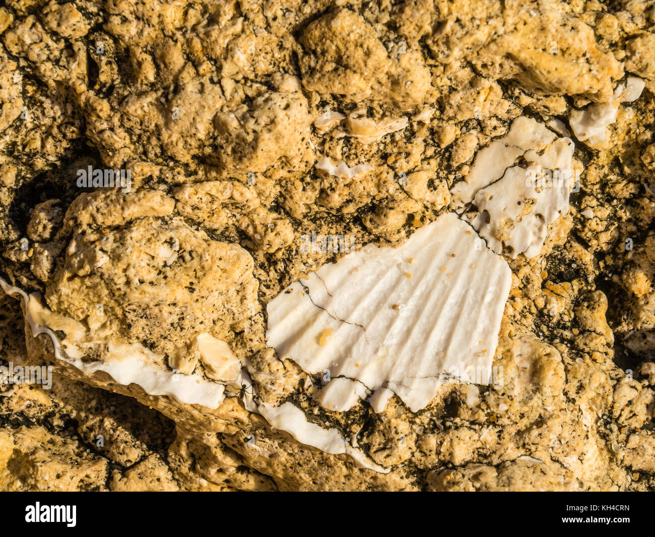 Shells trapped in layers of sandstone on the beach at Gale on the ...