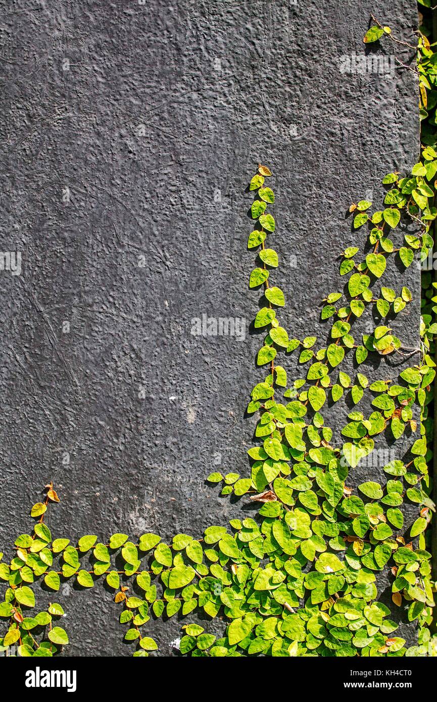 Indian creeper hi-res stock photography and images - Alamy