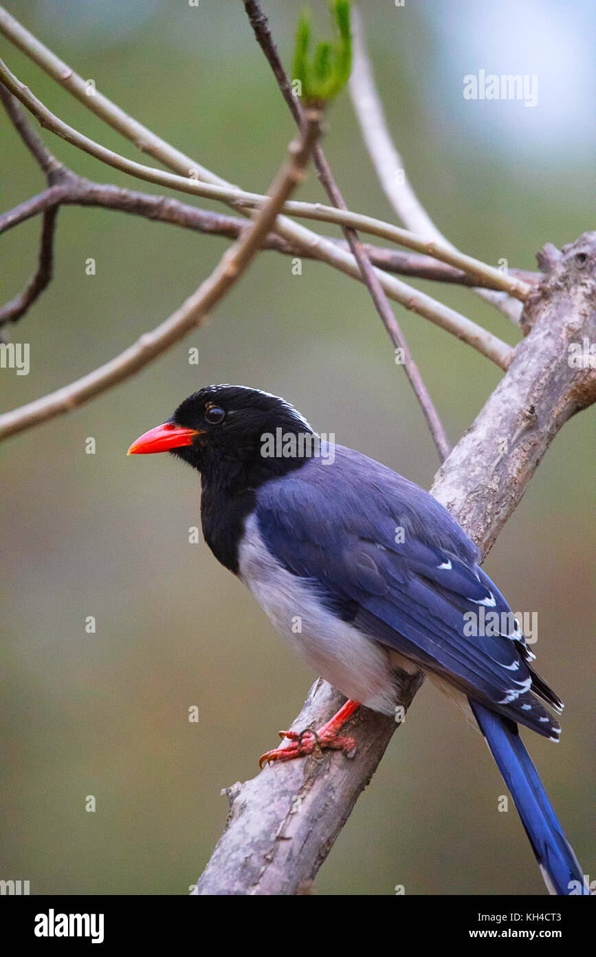 Red Billed Blue Magpie, Urocissa erythroryncha Stock Photo - Alamy