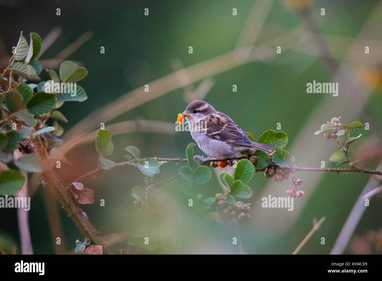 Russet's Sparrow, Passer rutilans, Ghatgarh, Uttrakhad, India Stock ...