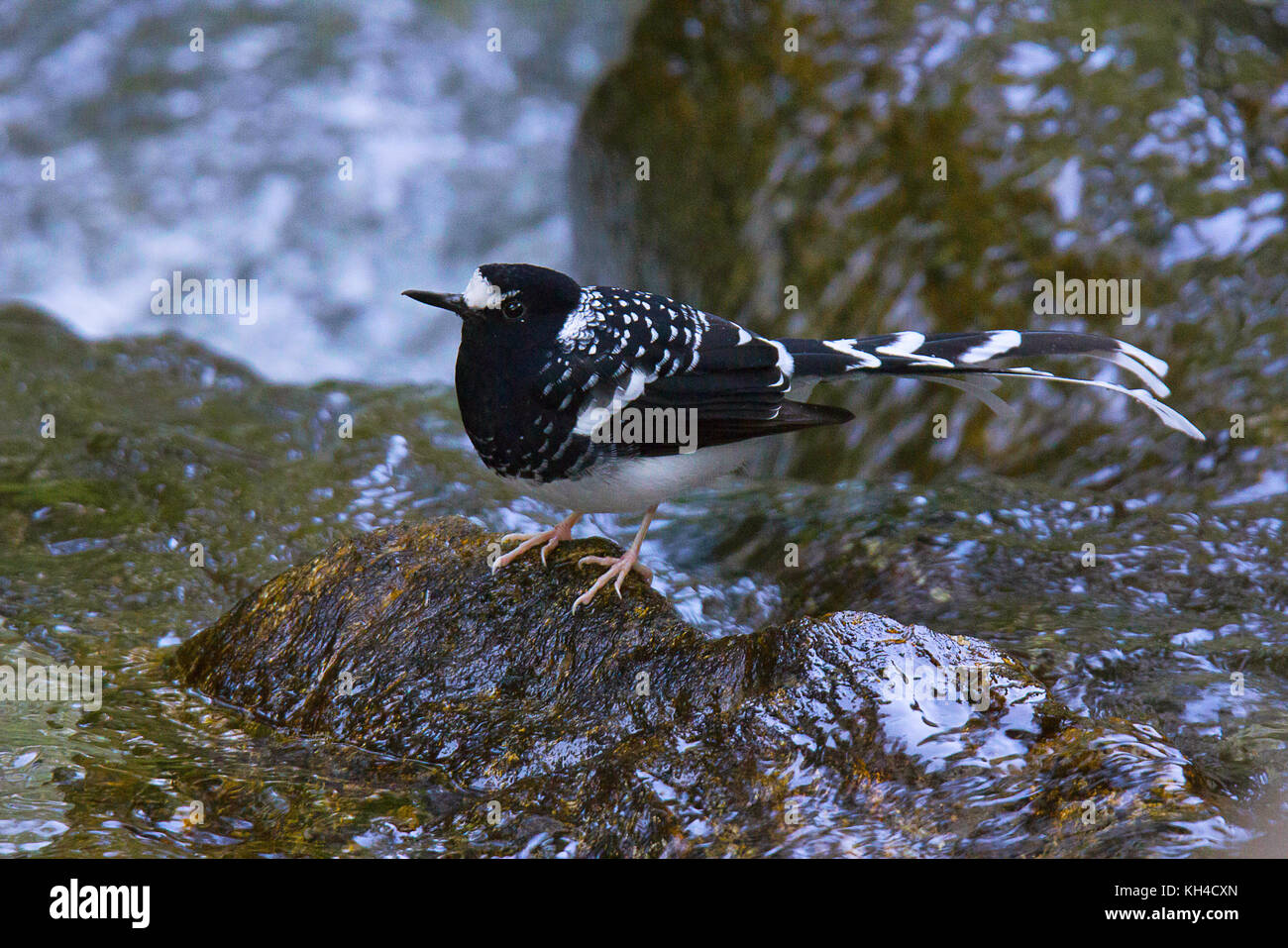 Forktail bird hi-res stock photography and images - Alamy