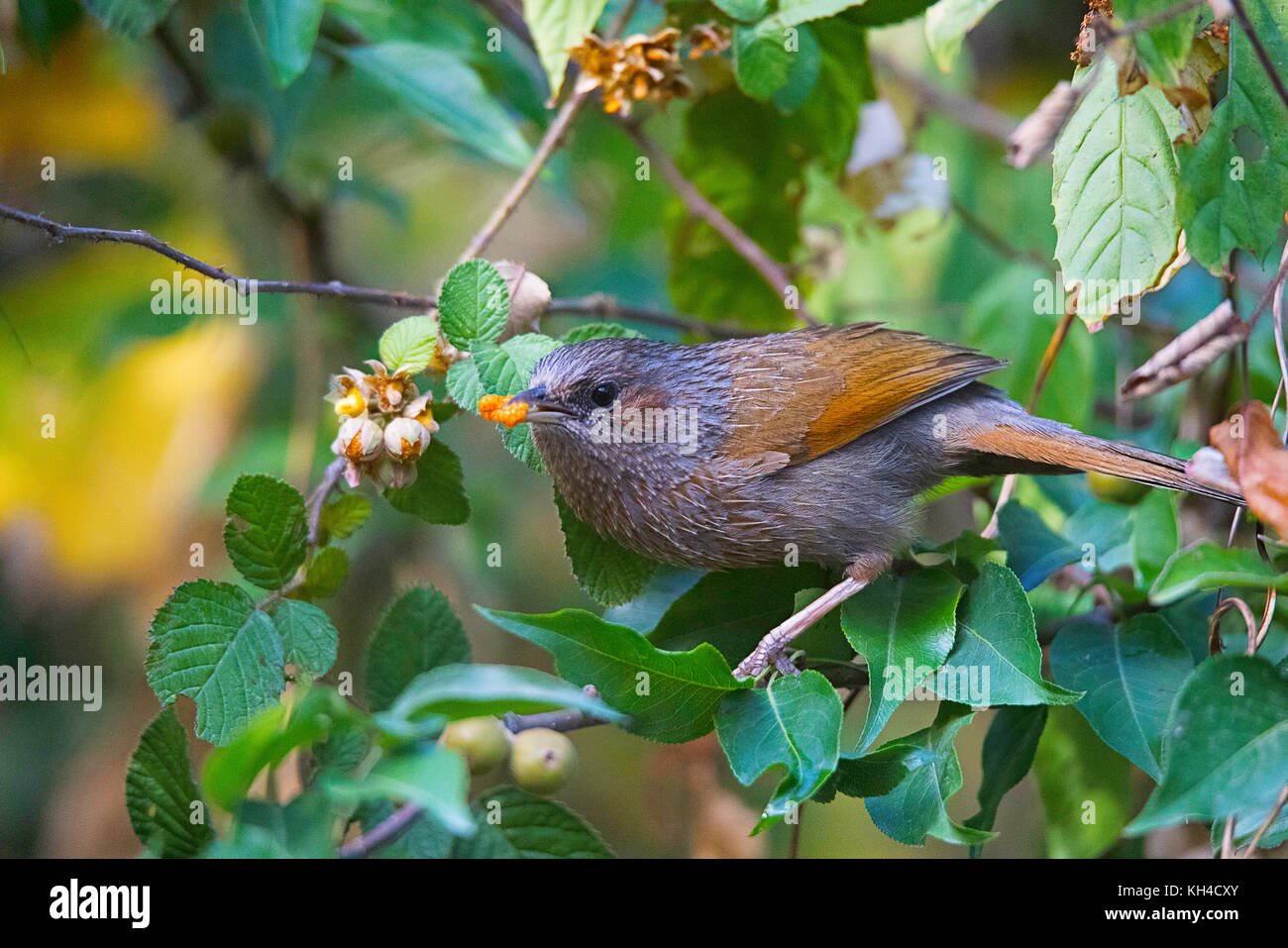 Streaked Laughing Thrush, Trochalopteron lineatum feeding, Ghatgarh ...