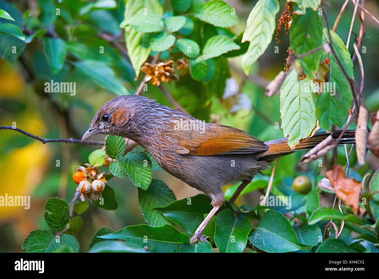 Streaked Laughing Thrush, Trochalopteron lineatum Ghatgarh, Uttrakhad ...