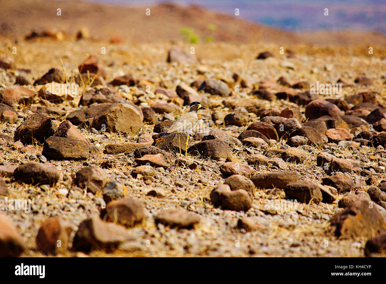 Yellow Wattle Lapwing, Vanellus malabaricus, Saswad, Maharashtra, India ...
