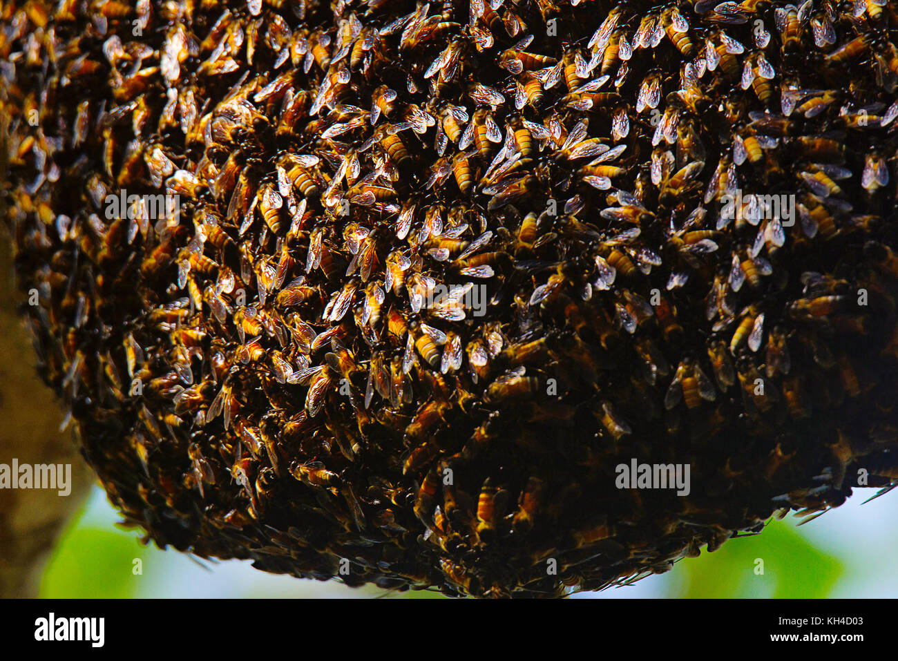 Bee Hive, Ranthambhore Tiger Reserve, Rajasthan, India Stock Photo - Alamy