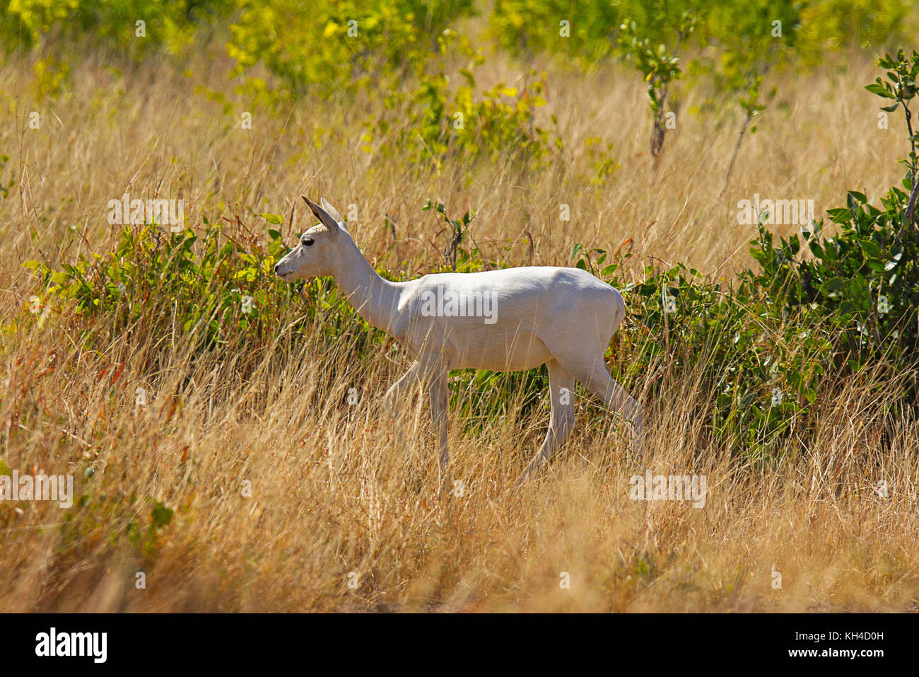 Albino Black Buck, Antilope cervicapra, Velavadar National Park ...