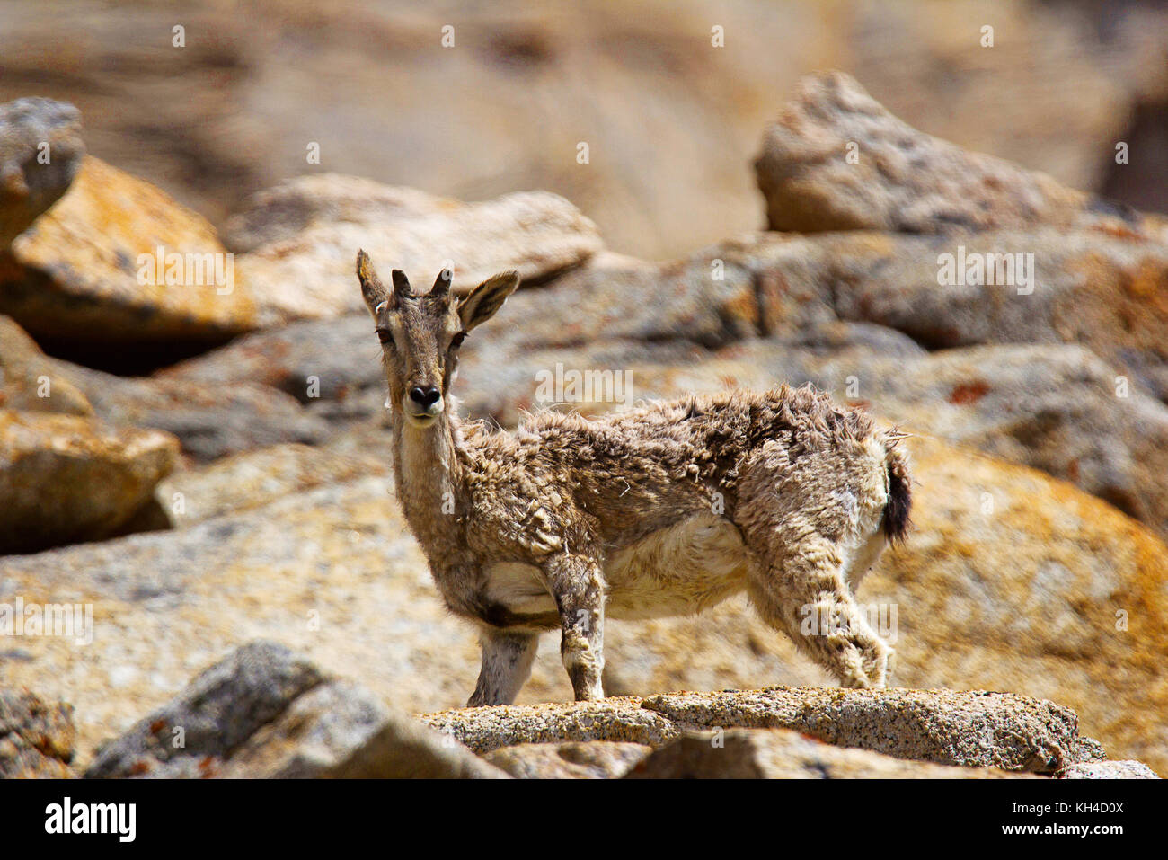 Bharal or Himalayan blue sheep or naur, Pseudois nayaur, Jammu and ...