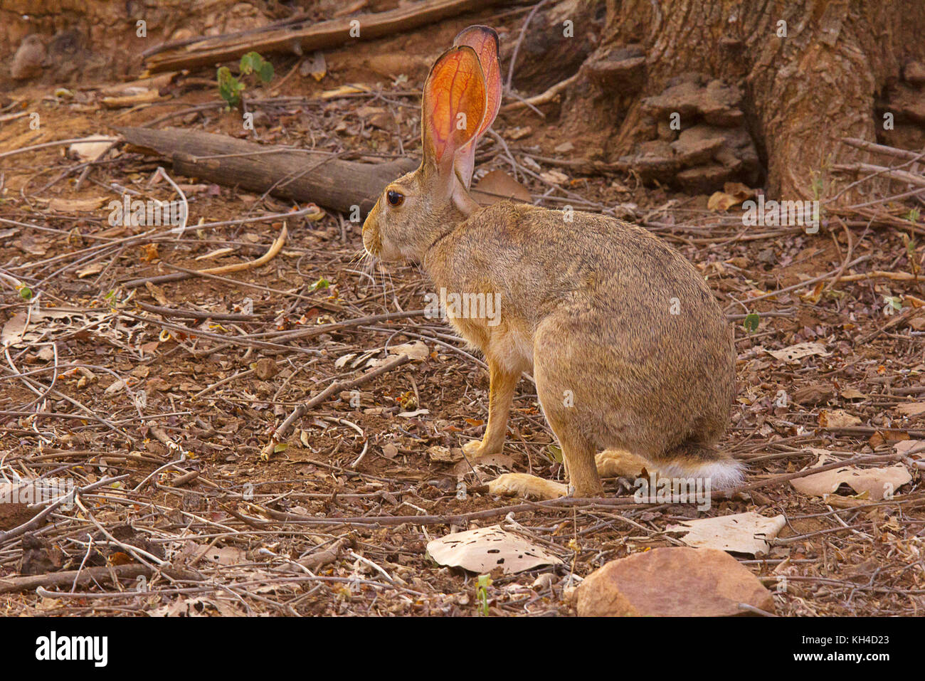 Indian Hare, Lepus nigricollis, Bandhavgarh Tiger Reserve, Madhya ...