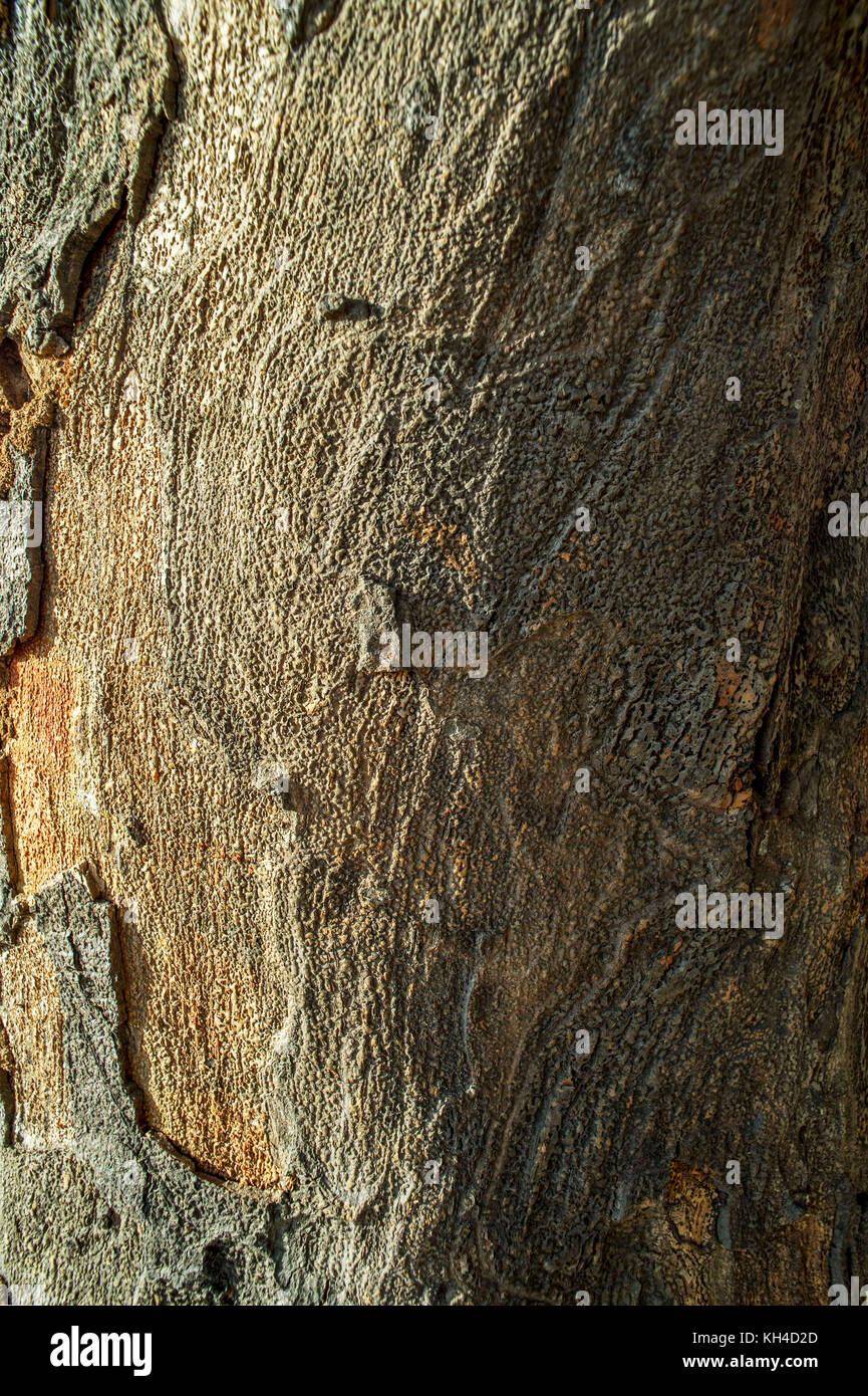 tree trunk, India, Asia Stock Photo - Alamy