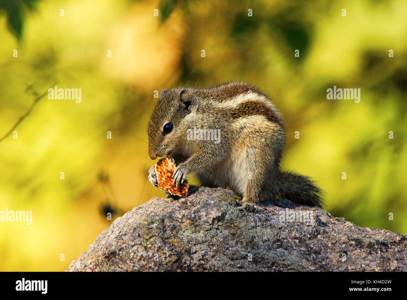 Three Striped Squirrel, Funambulus palmarum, Ranthambhore Tiger Reserve ...