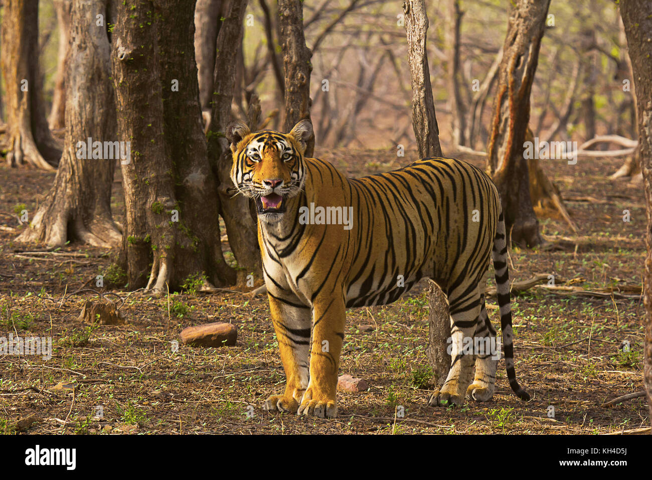 Tiger pacman hi-res stock photography and images - Alamy
