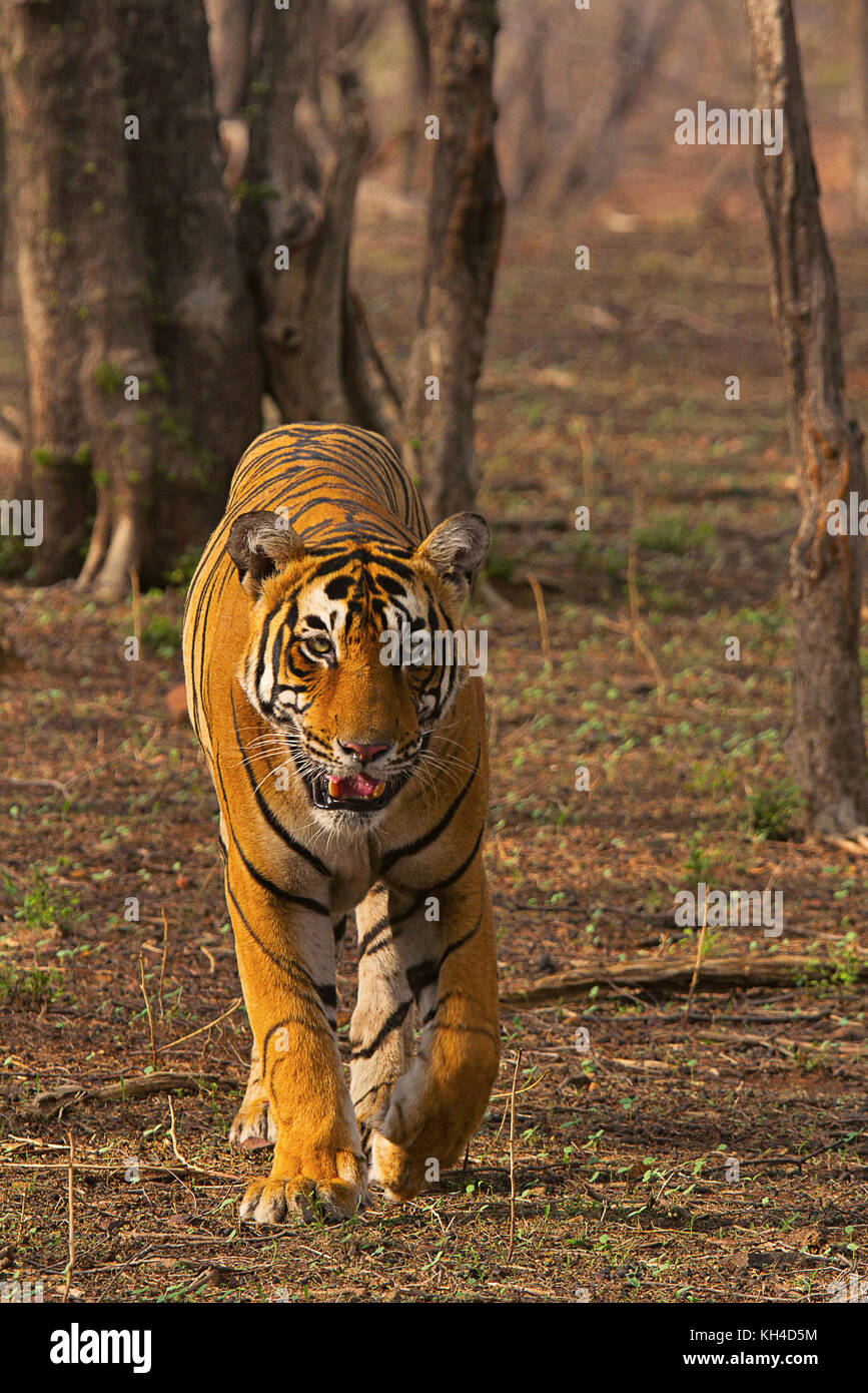 Tiger- Pacman, Panthera tigris, Ranthambhore Tiger Reserve, Rajasthan ...