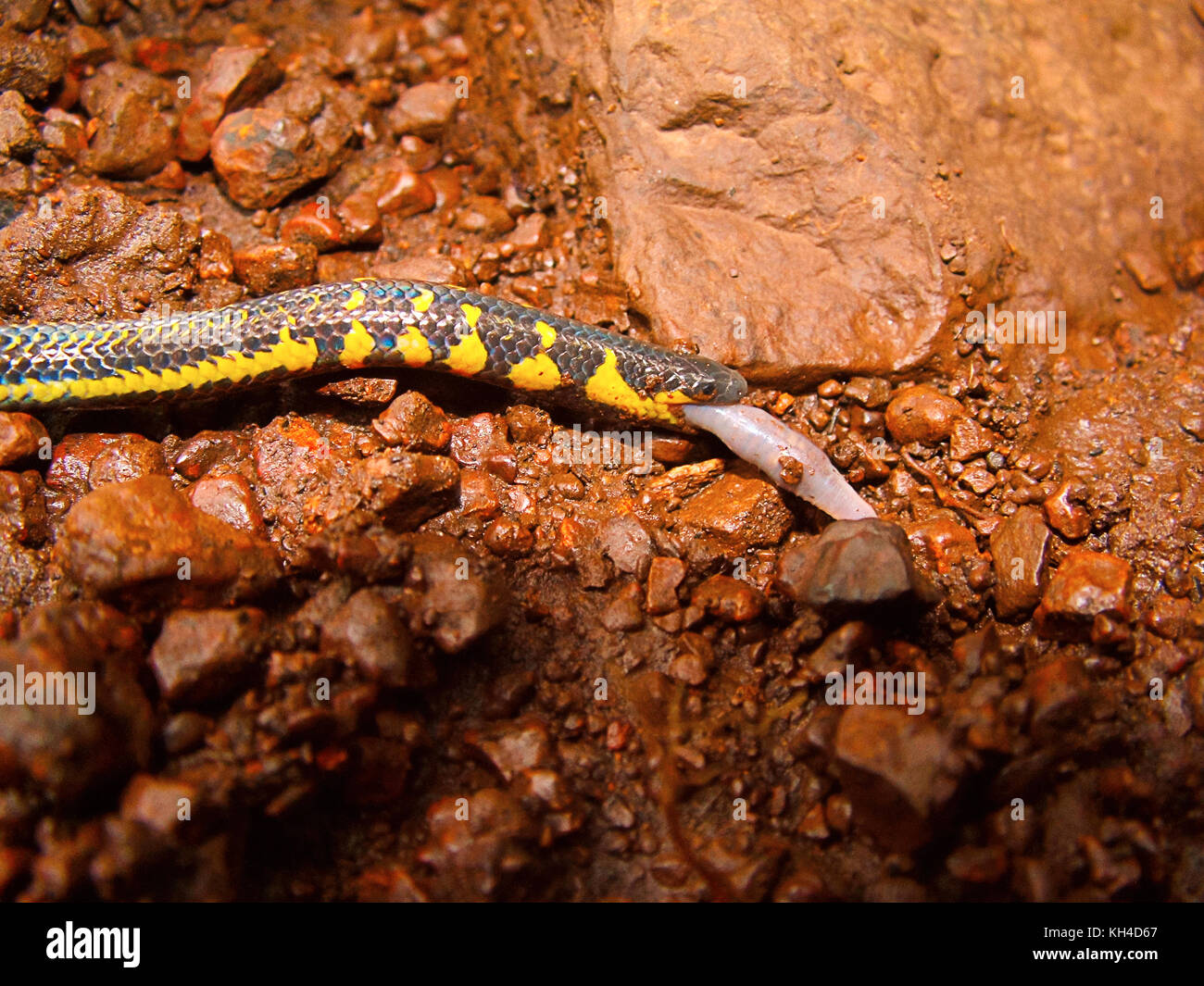Uropeltis snake hi-res stock photography and images - Alamy