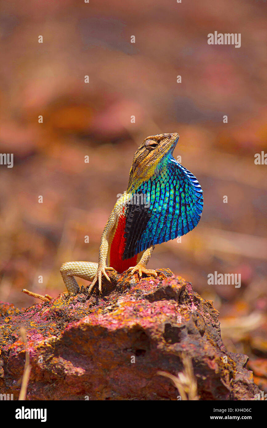 Fan Throated Lizard- male, Sitana ponticeriana, displaying fan, Satara ...