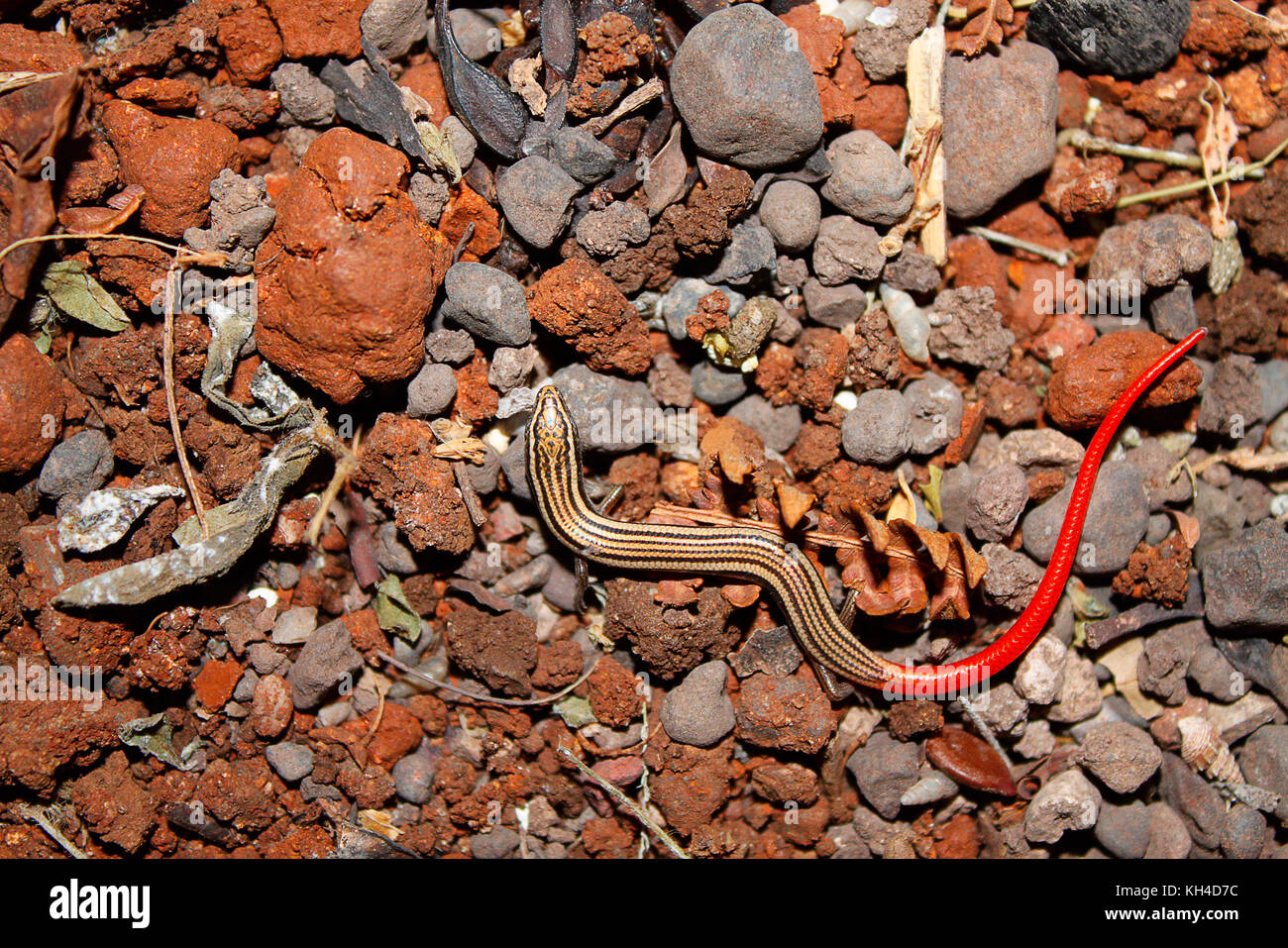 Writhing skink, Lygosoma punctata, Pune, Maharashtra, India Stock Photo ...
