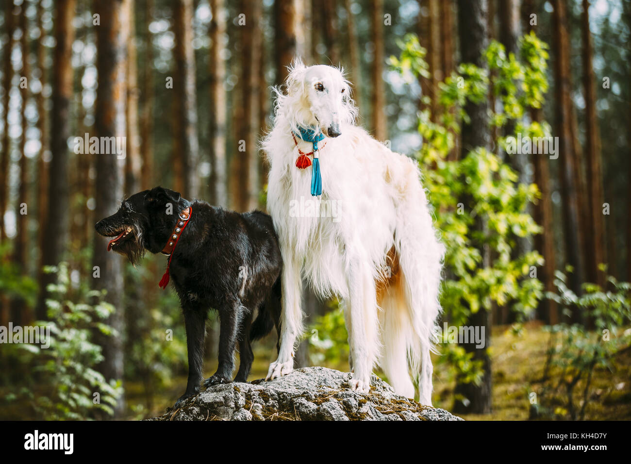 White Russian Borzoi And Small Size Black Hunting Mixed Breed Dog ...