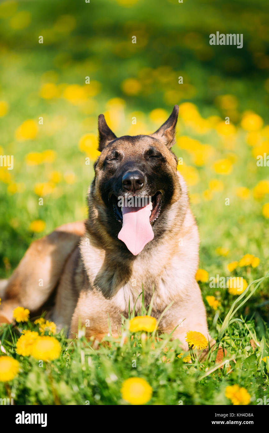 Funny Smiling Malinois Dog Sit Outdoors In Green Spring Meadow. Well ...