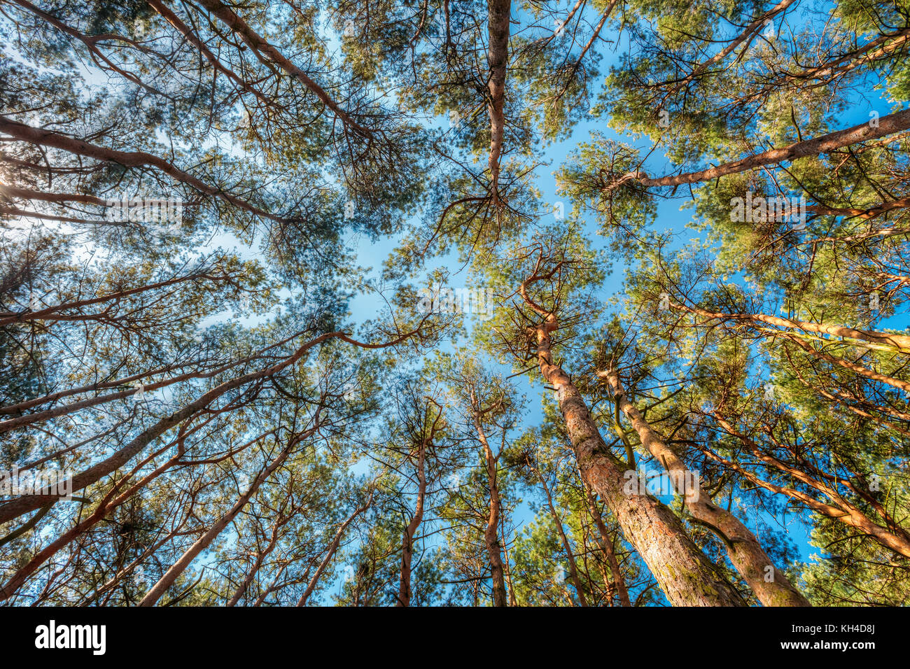 Canopy Of Tall Pine Trees. Upper Branches Of Woods In Coniferous Forest ...