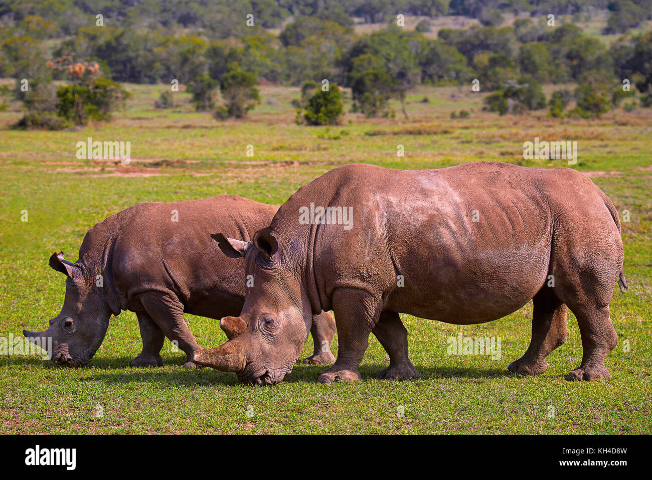 Two horned rhinoceros hi-res stock photography and images - Alamy