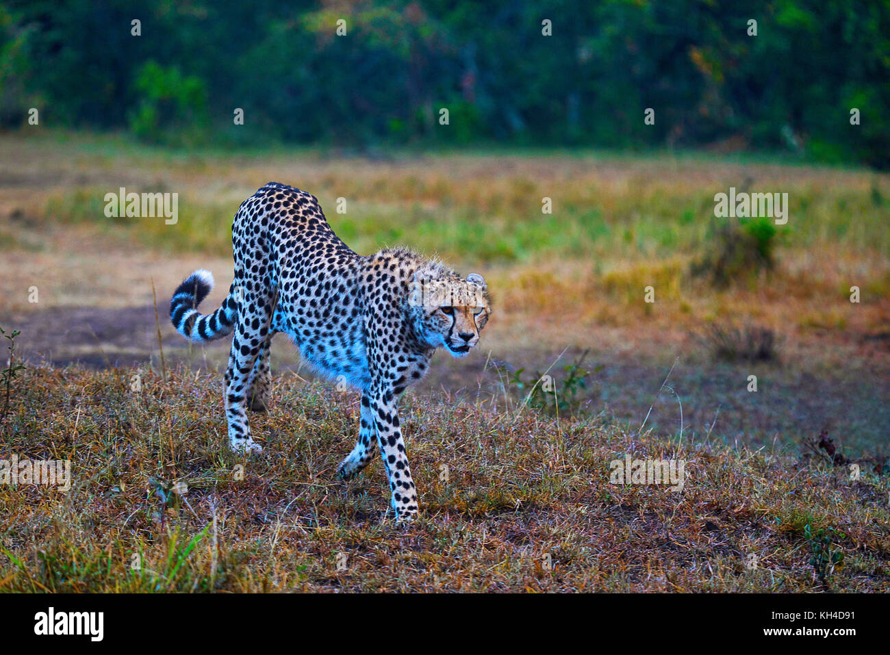 Cheetah habitat hi-res stock photography and images - Alamy