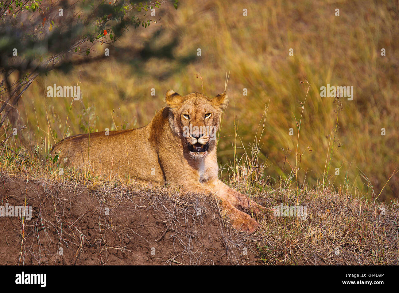 African lion female hi-res stock photography and images - Alamy