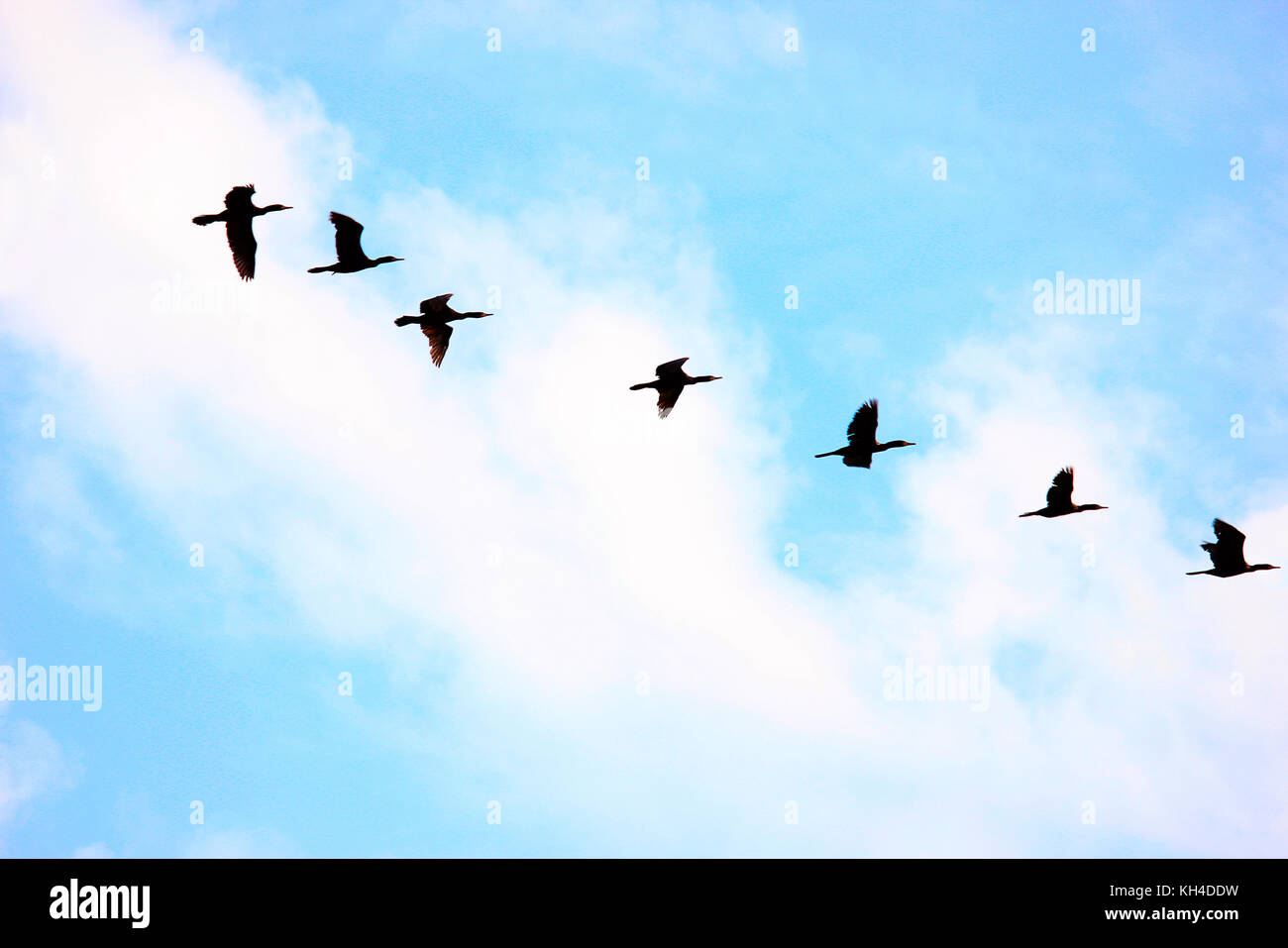 Birds flying back to Roost, Dudhwa National Park, Uttar Pradesh, India ...