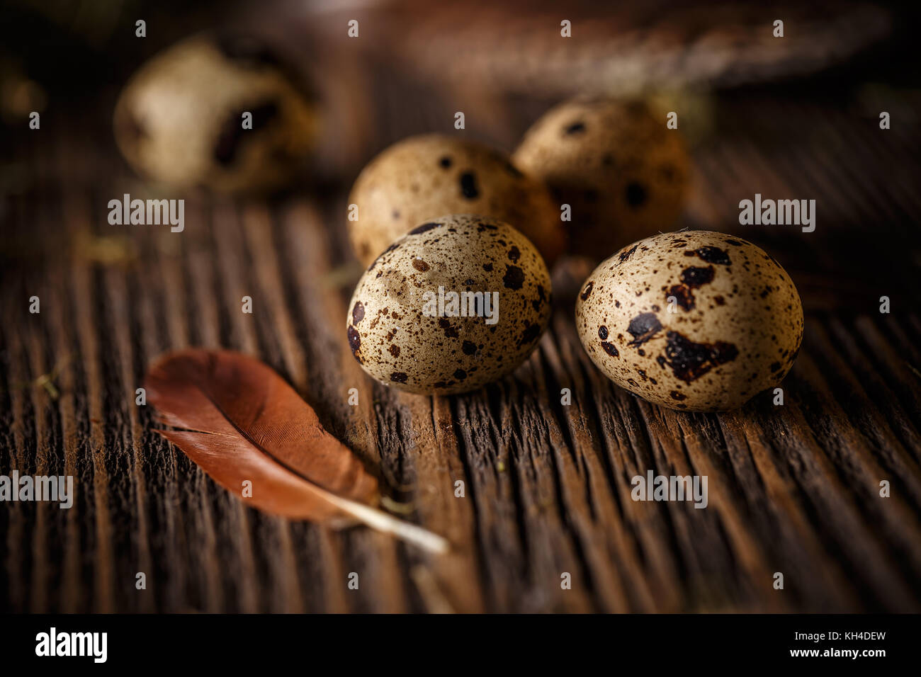 Quail eggs with feather on a rustic wooden table Stock Photo - Alamy