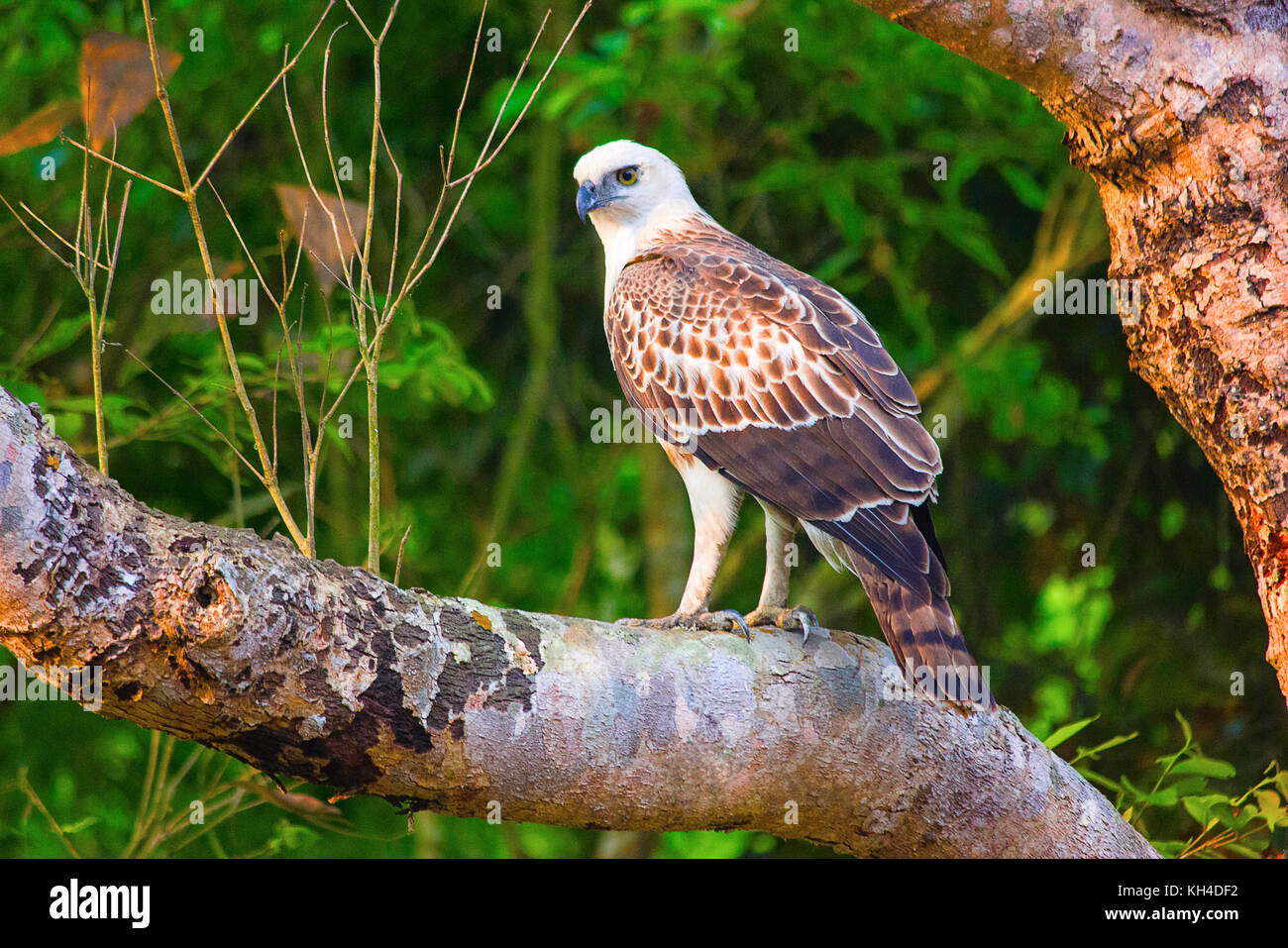 Changeable Hawk Eagle Juv, Nisaetus cirrhatus, Dudhwa Tiger Reserve ...