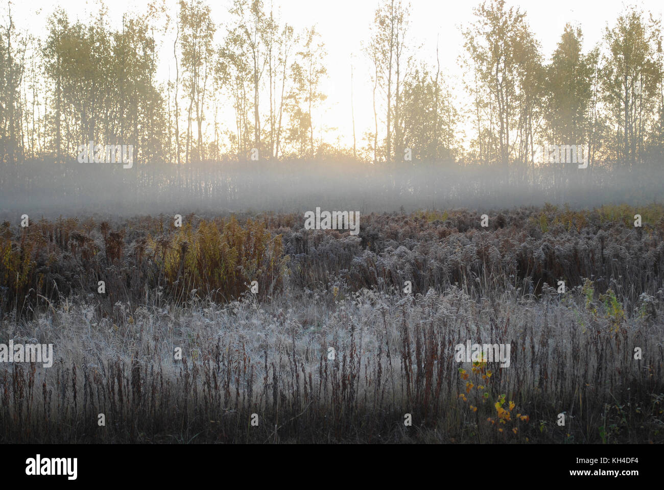 The first frost, fog in the autumn morning in the field Stock Photo - Alamy