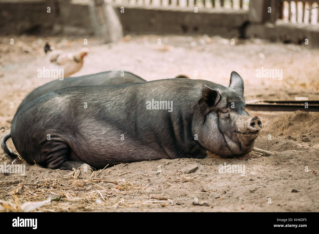Large Black Pig Resting In Sand In Farm. Pig Farming Is Raising And ...