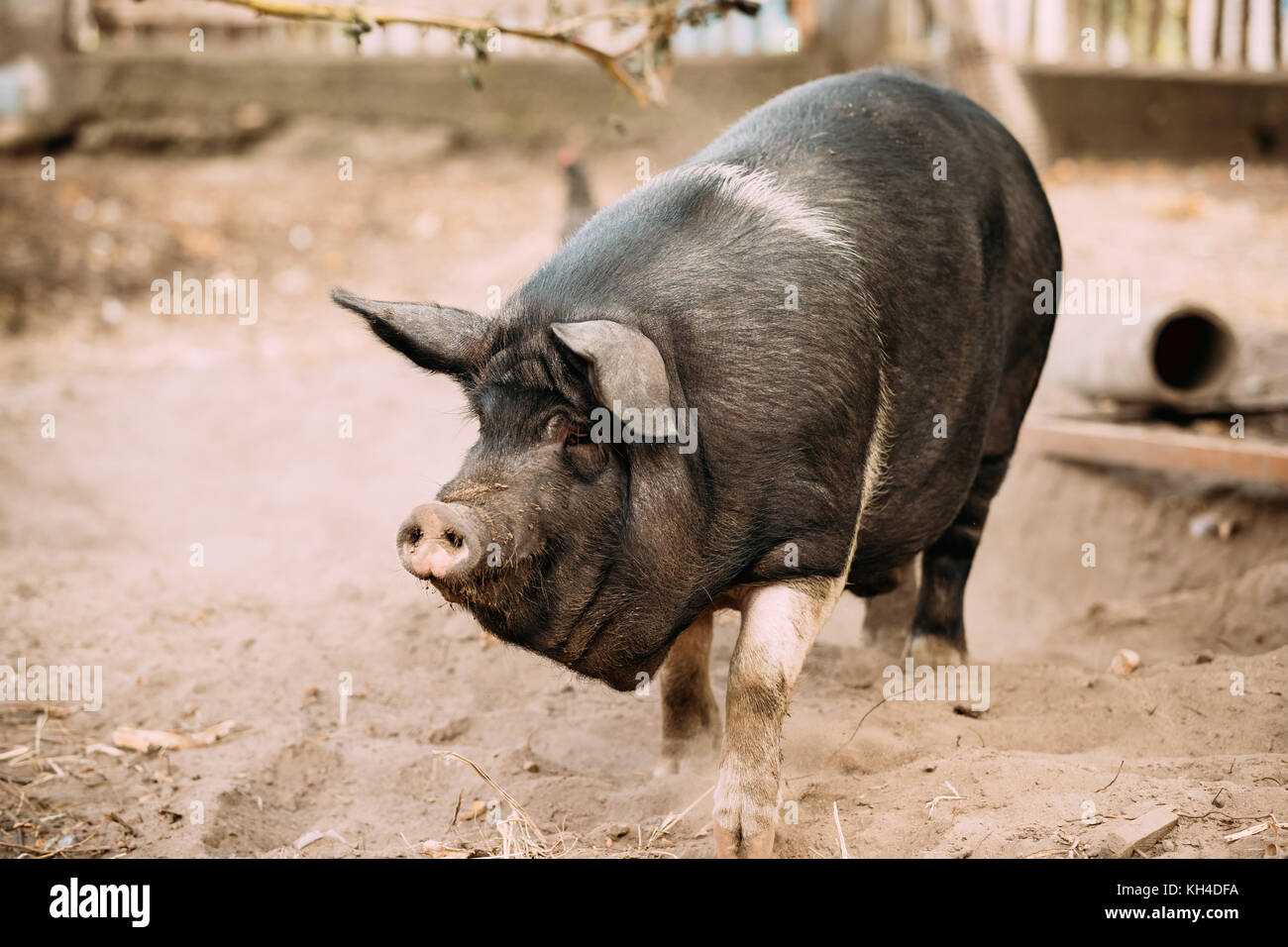 Large black pigs hi-res stock photography and images - Alamy