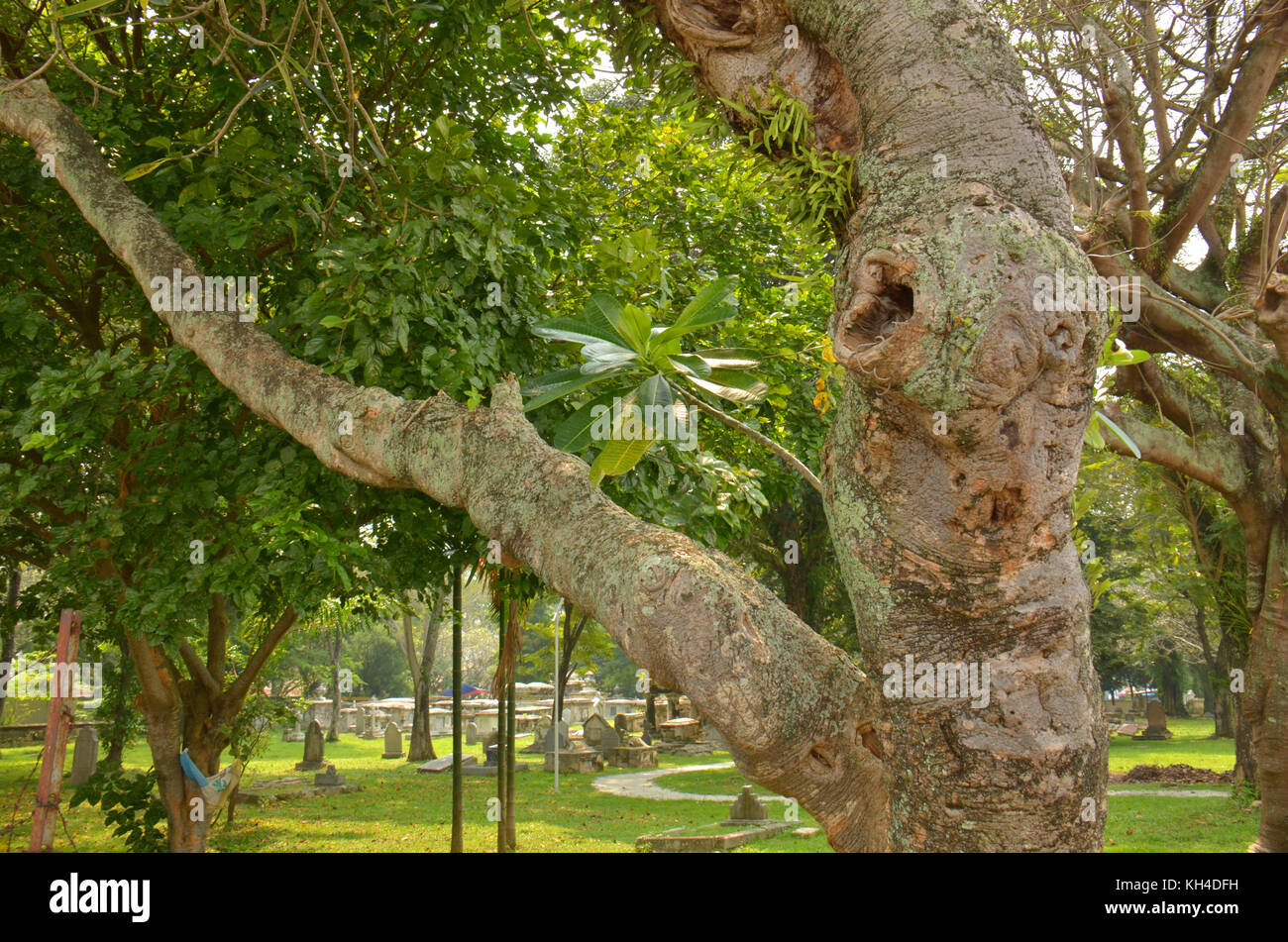 Mature tree trunks here on the island of Penang, Malaysia Stock Photo ...