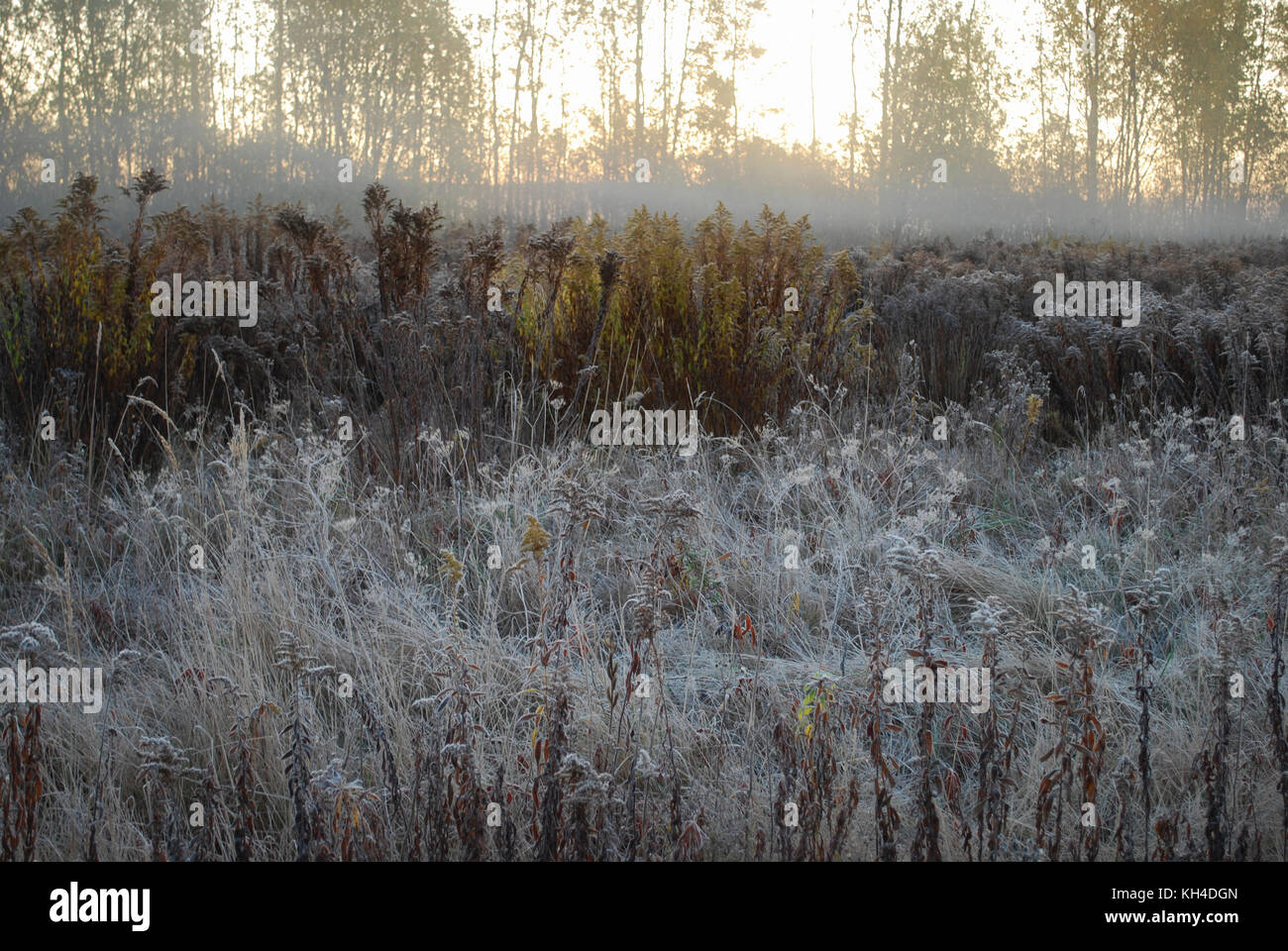 The first frost, fog in the autumn morning in the field Stock Photo - Alamy