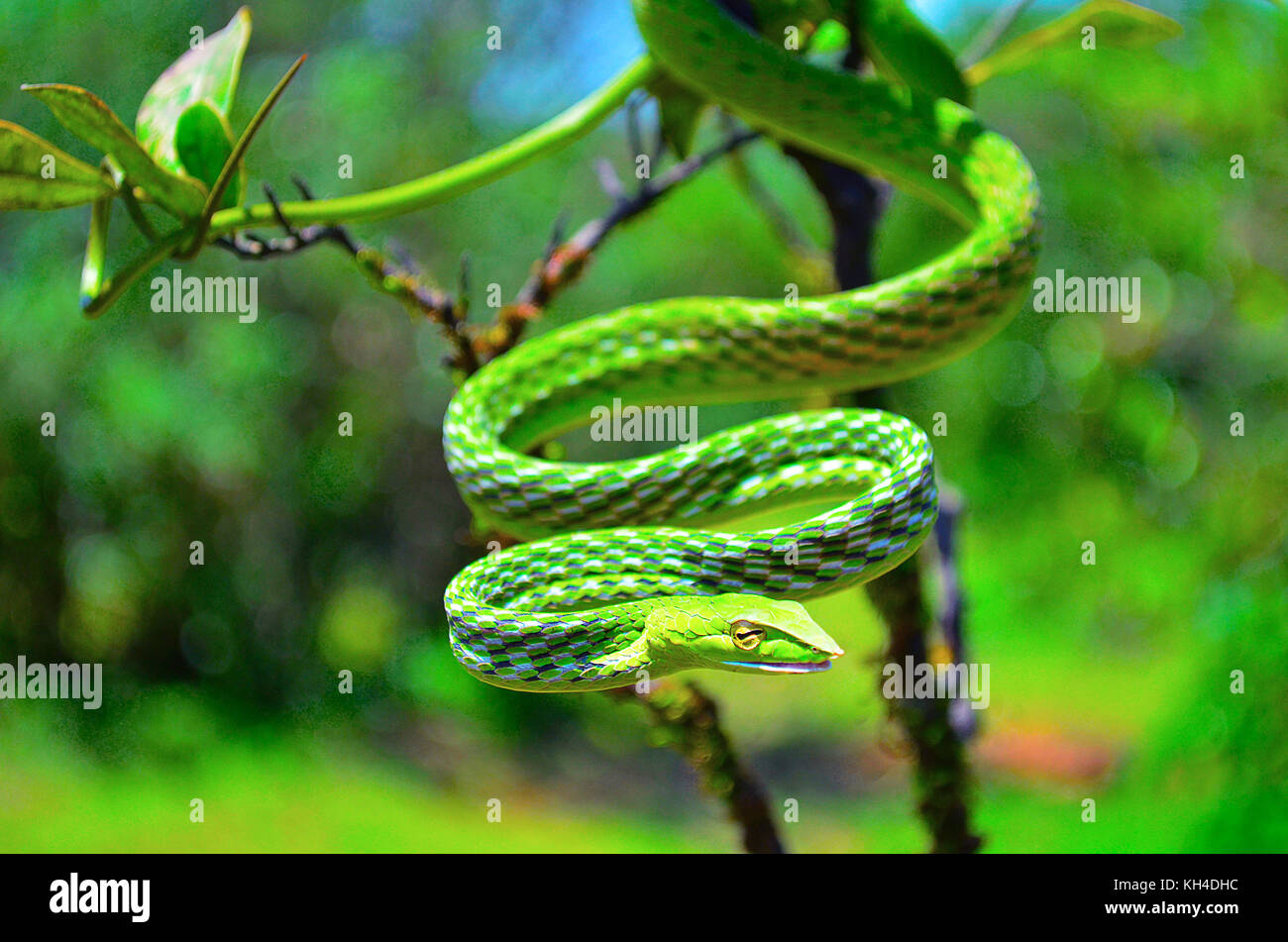 Green Vine Snake Bite