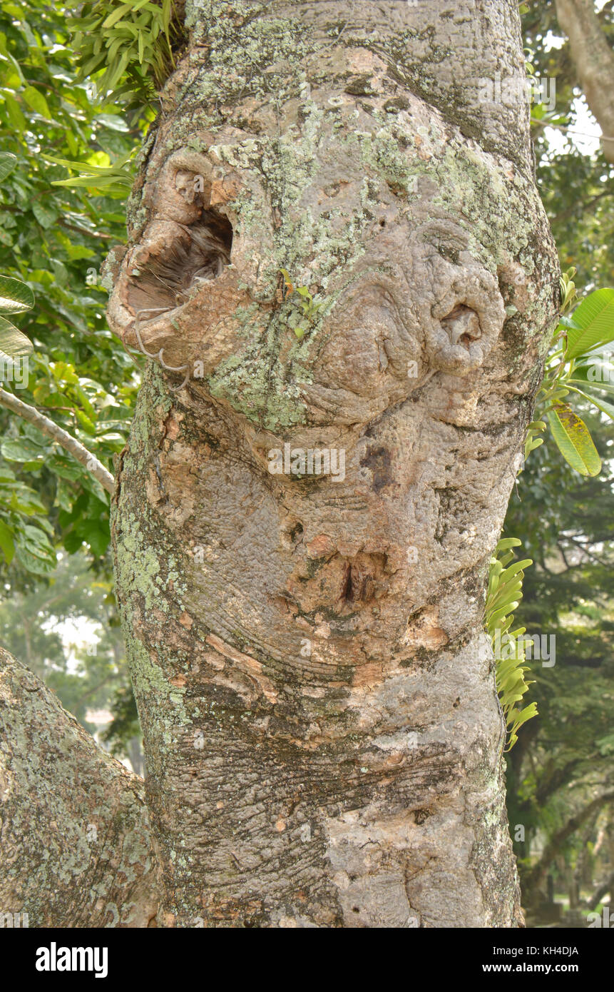 Mature tree trunks here on the island of Penang, Malaysia Stock Photo ...