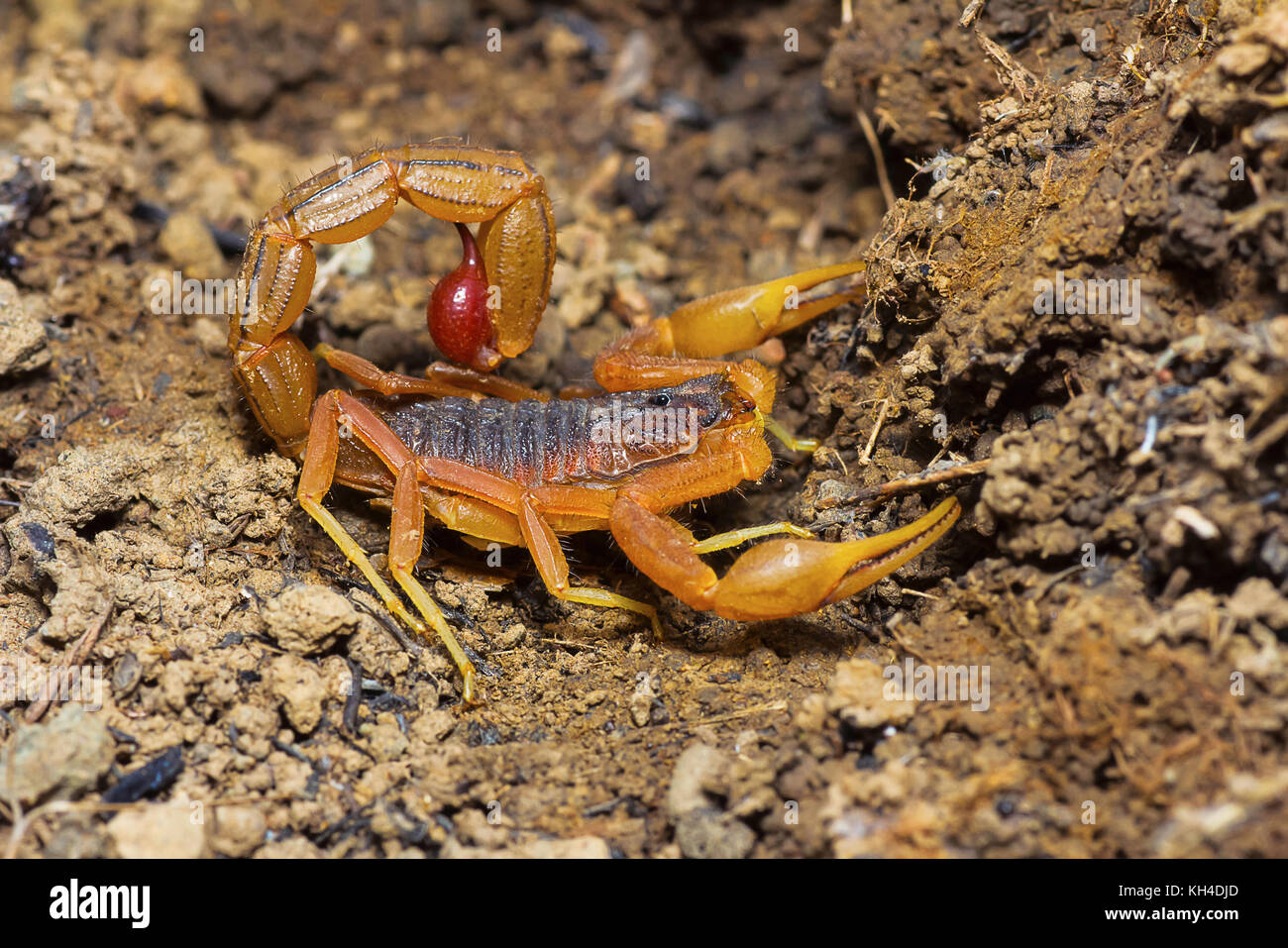 Scorpion tail hi-res stock photography and images - Alamy