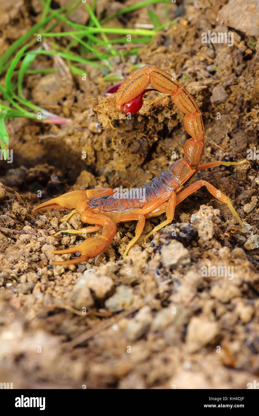 Indian Red Tail Scorpion, Hotenttota tamulus, Saswad, Pune District ...