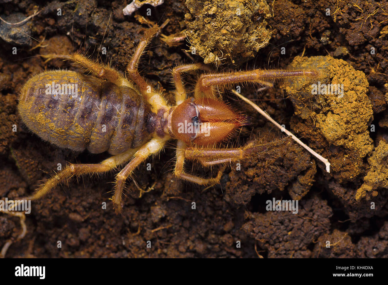 Solifuge, Galeodes granti, Saswad, Pune District, Maharashtra, India ...